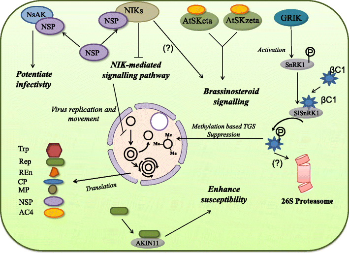 Involvement of host regulatory pathways during geminivirus infection: a ...