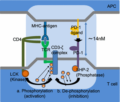 Basics of PD-1 in self-tolerance, infection, and cancer immunity ...