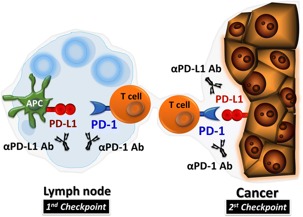 PD-1/PD-L1 blockade in cancer treatment: perspectives and issues | SpringerLink