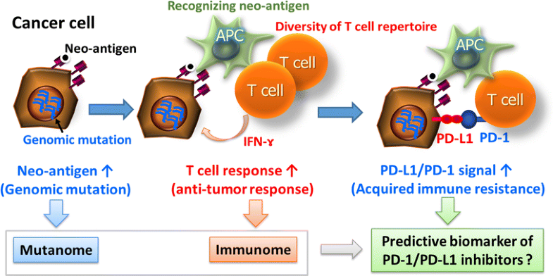PD-1/PD-L1 blockade in cancer treatment: perspectives and issues ...