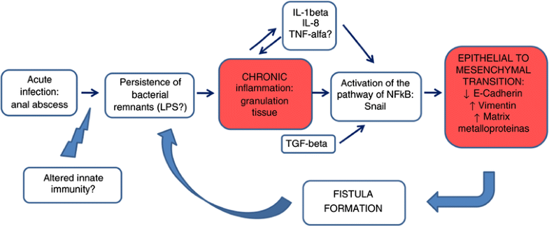 Pathogenesis and persistence of cryptoglandular anal fistula: a ...