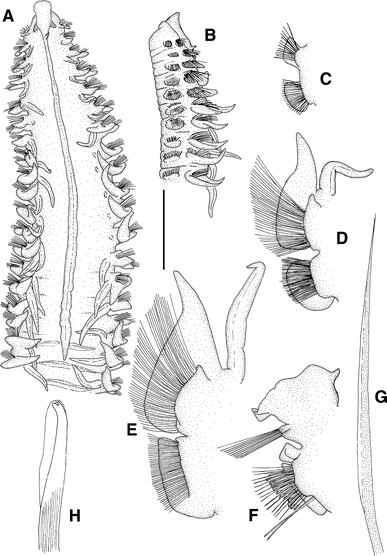 A new species of Laonice (Spionidae, Polychaeta, Annelida) from ...