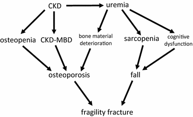 Chronic kidney disease and fragility fracture | SpringerLink