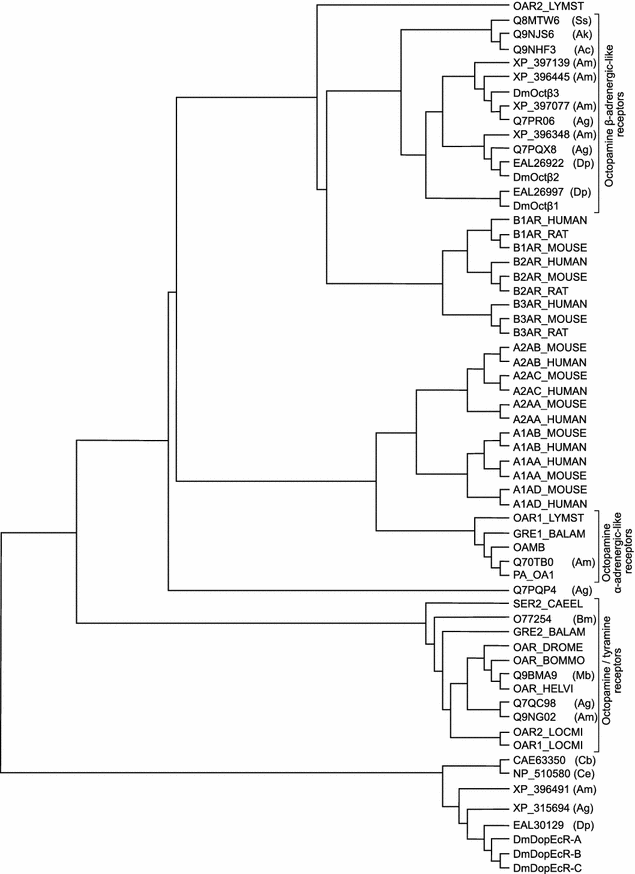Insect octopamine receptors: a new classification scheme based on ...