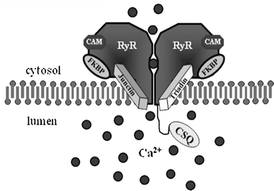 Insect ryanodine receptors: molecular targets for novel pest control ...