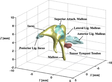 Soft Tissue Morphometry of the Malleus–Incus Complex from Micro-CT ...
