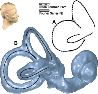 A Mathematical Model of Human Semicircular Canal Geometry: A New Basis ...