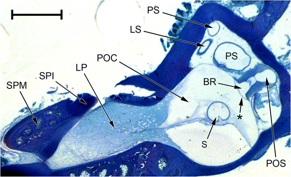 The Frog Inner Ear: Picture Perfect? | SpringerLink