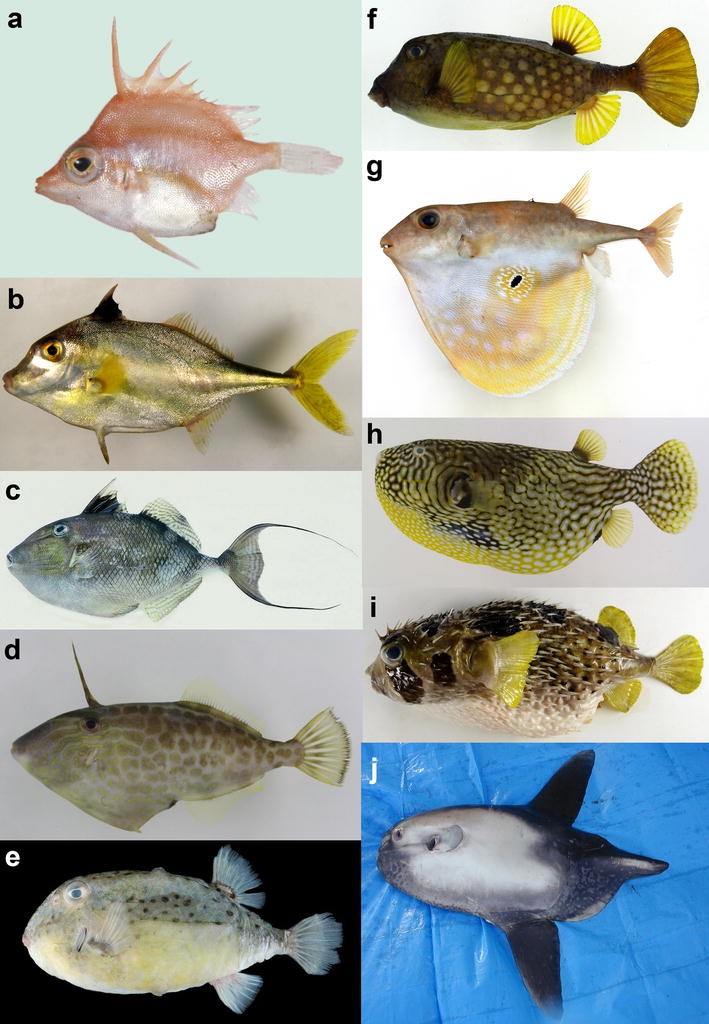 Taxonomy and systematics of tetraodontiform fishes: a review focusing ...