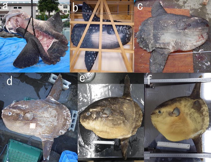Redescription of the bump-head sunfish Mola alexandrini (Ranzani 1839 ...