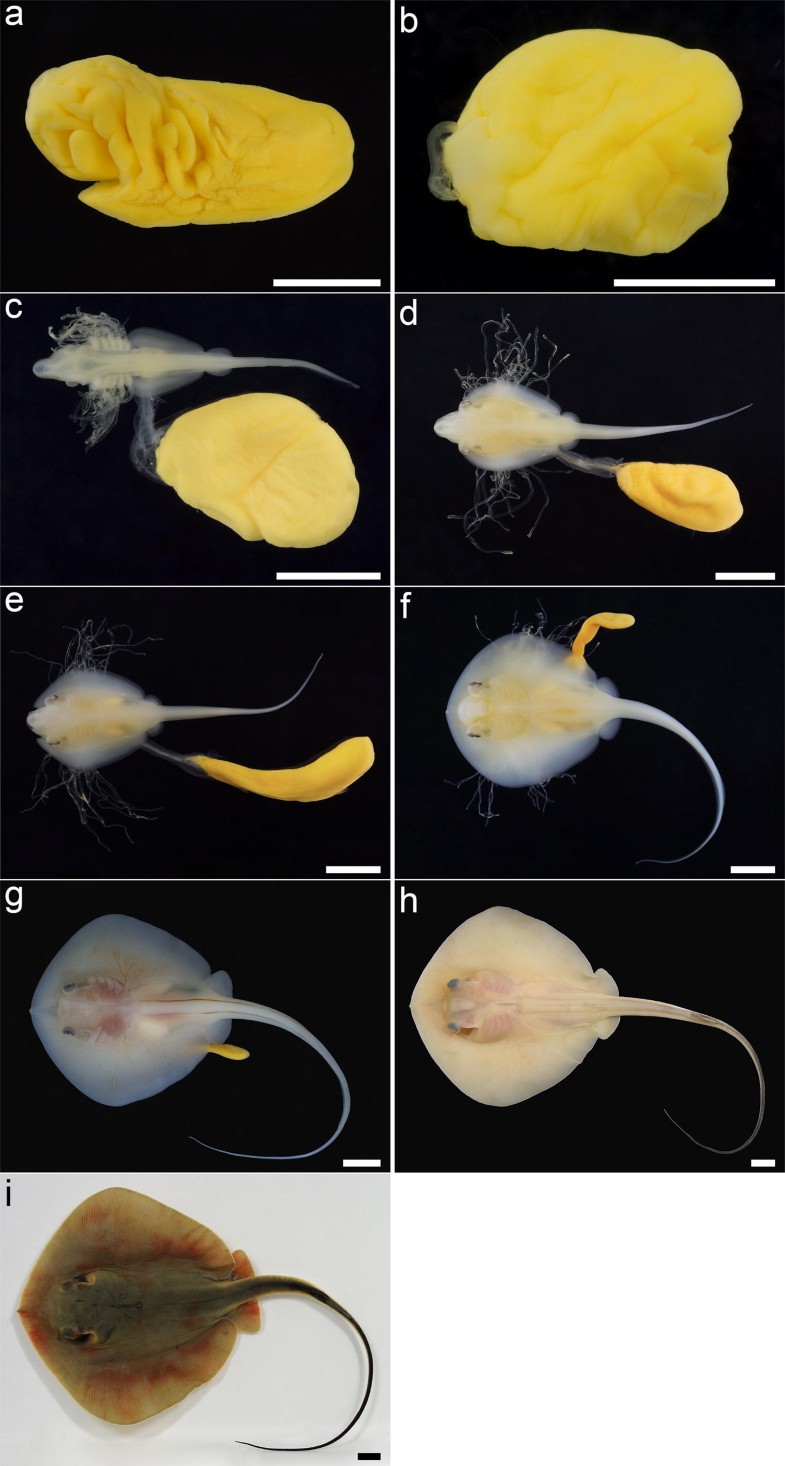 Reproduction and embryonic development of the red stingray Hemitrygon ...