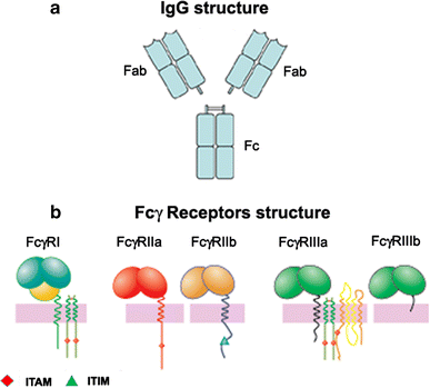 Advances in the understanding of the Fc gamma receptors-mediated ...