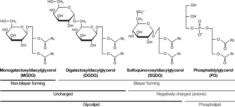 Role of membrane glycerolipids in photosynthesis, thylakoid biogenesis ...