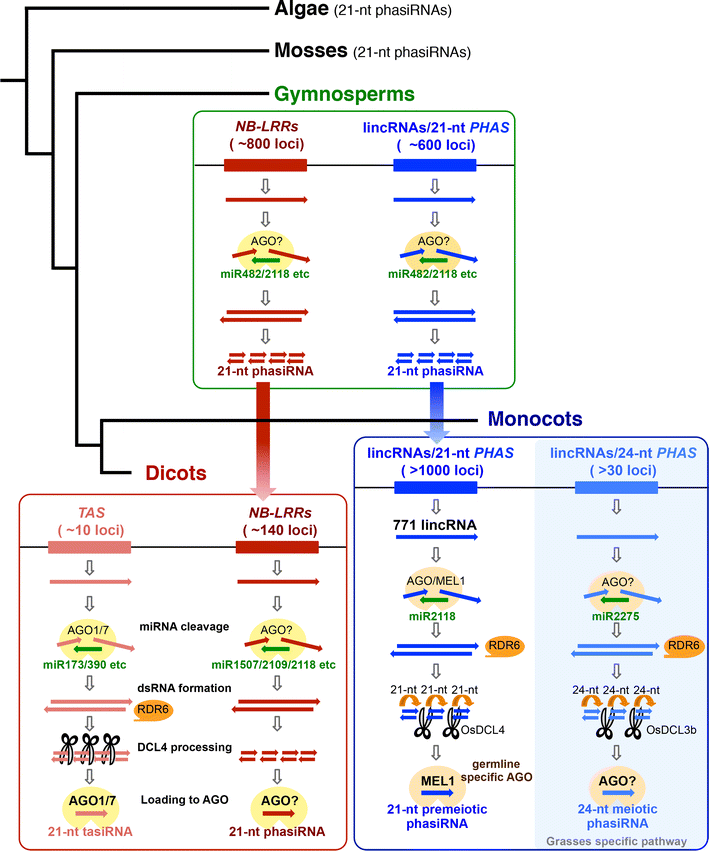 Biogenesis of diverse plant phasiRNAs involves an miRNA-trigger and ...