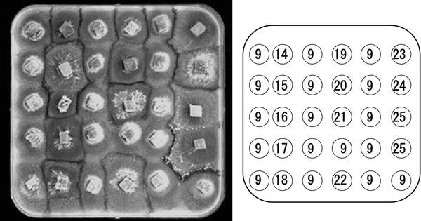 Population structure of Valsa ceratosperma, causal fungus of Valsa ...