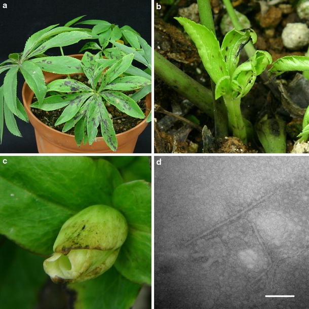 First report of Helleborus net necrosis virus isolated from hellebores ...