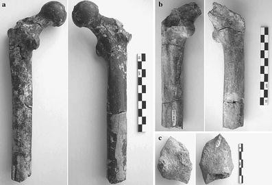 Femur length, body mass, and stature estimates of Orrorin tugenensis, a ...