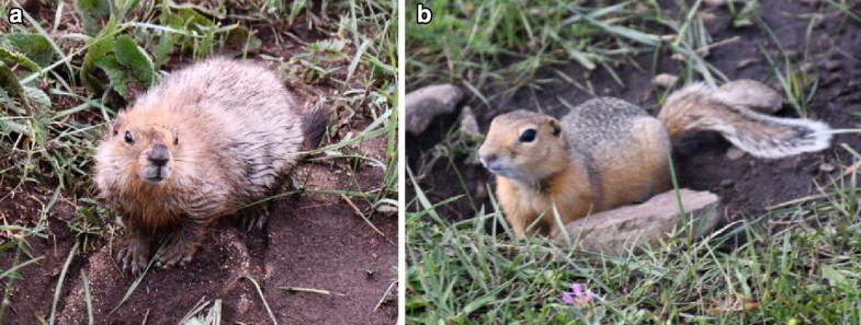 Horses and nomads in Mongolia | SpringerLink