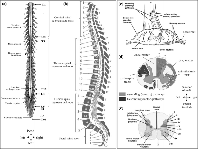 Segmentation of the human spinal cord | SpringerLink