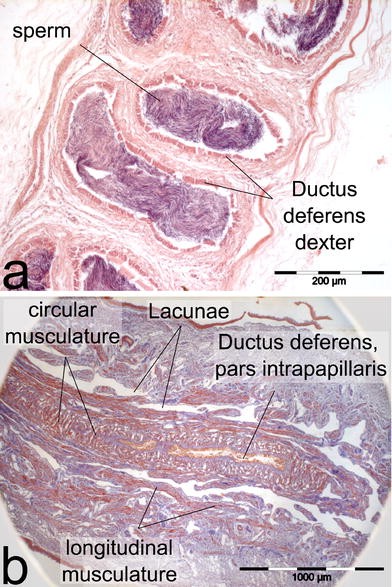 A single functional testis and long deferent duct papillae: the ...
