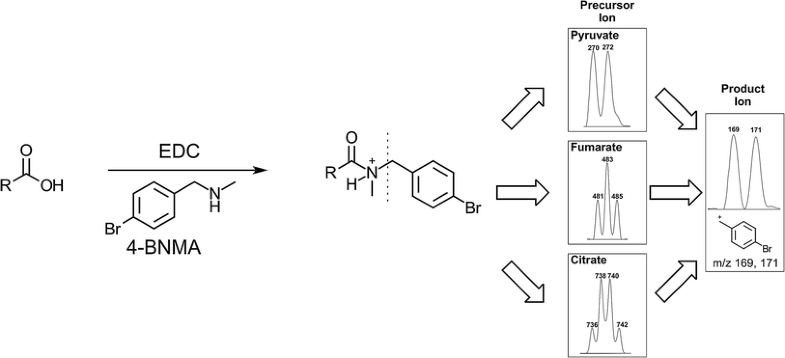 A New Derivatization Reagent for HPLC–MS Analysis of Biological Organic ...