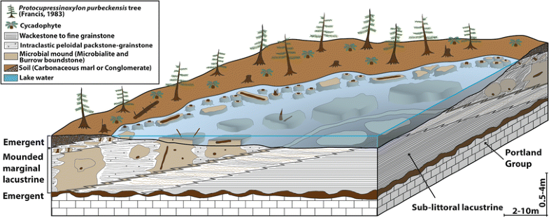 Brackish to hypersaline facies in lacustrine carbonates: Purbeck ...