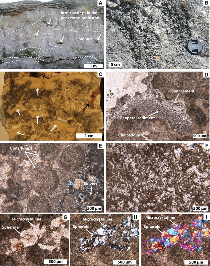 Brackish to hypersaline facies in lacustrine carbonates: Purbeck ...