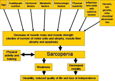 Sarcopenia | SpringerLink