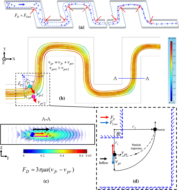 Particle inertial focusing and its mechanism in a serpentine microchannel | SpringerLink