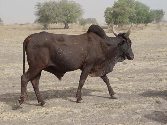 Ancient Humped Cattle in Africa: A View from the Chad Basin | SpringerLink