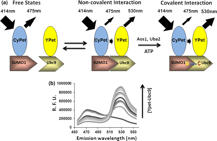 Development of FRET Assay into Quantitative and High-throughput ...