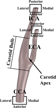 Hemodynamically Motivated Choice of Patch Angioplasty for the ...