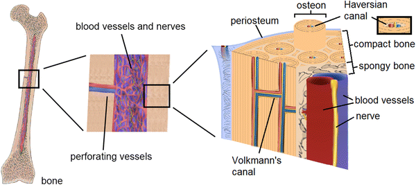 Vascularization in Bone Tissue Engineering Constructs | SpringerLink