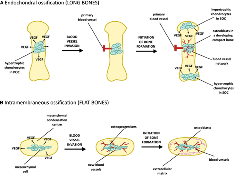 The role of vasculature in bone development, regeneration and proper ...