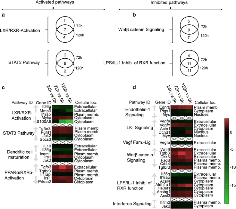Time-dependent LXR/RXR pathway modulation characterizes capillary ...