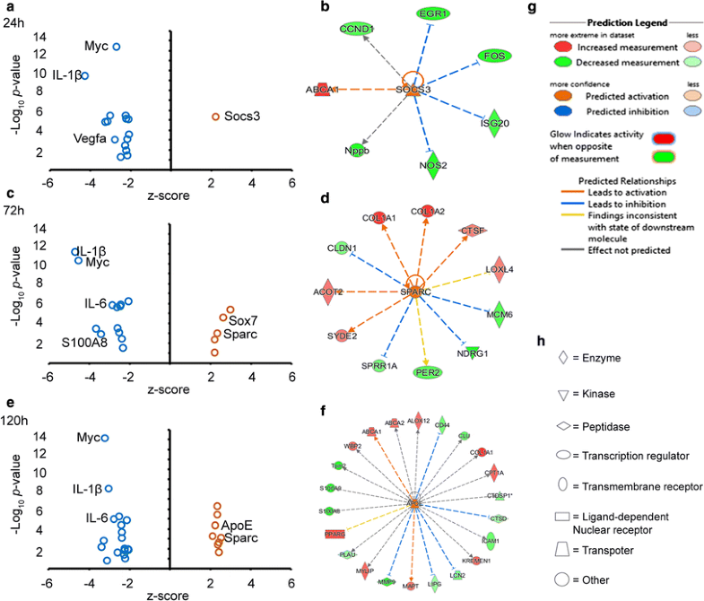 Time-dependent LXR/RXR pathway modulation characterizes capillary ...