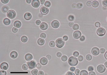 Debaryomyces psychrosporus sp. nov., a yeast species from a Venezuelan ...