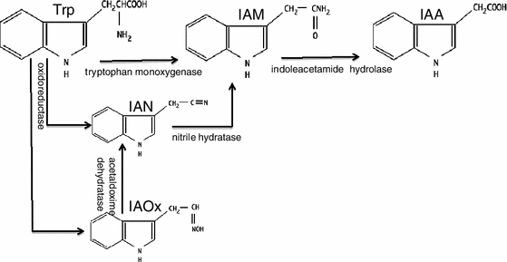 Indole-3-acetic acid in plant–microbe interactions | SpringerLink