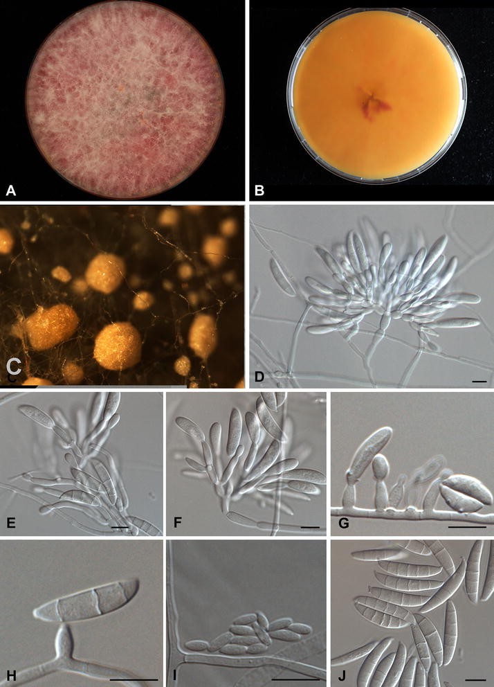 Two new species of the Fusarium fujikuroi species complex isolated from ...