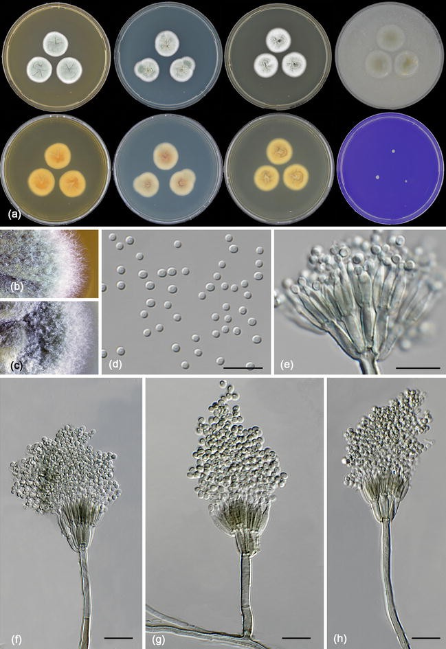 New Penicillium and Talaromyces species from honey, pollen and nests of ...