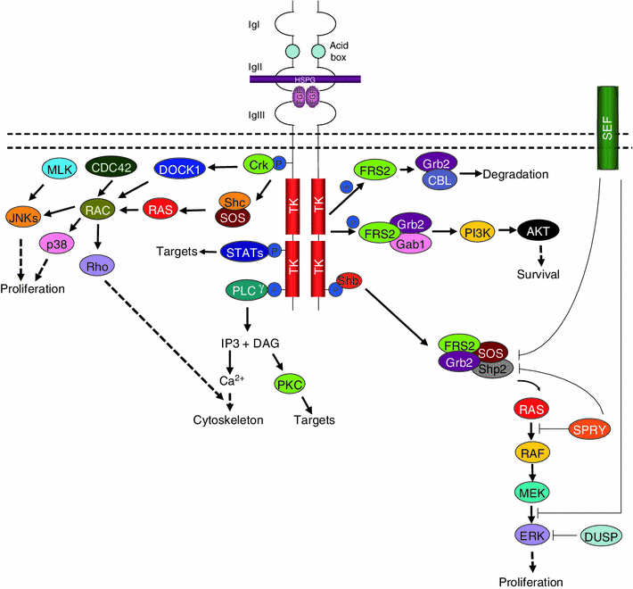 Functional roles of fibroblast growth factor receptors (FGFRs ...