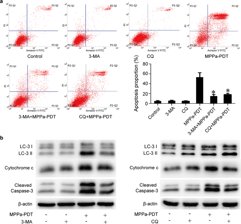 Apoptosis and autophagy induced by pyropheophorbide-α methyl ester ...