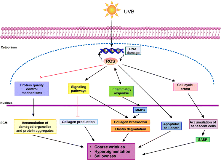 Plant extracts and natural compounds used against UVB-induced ...