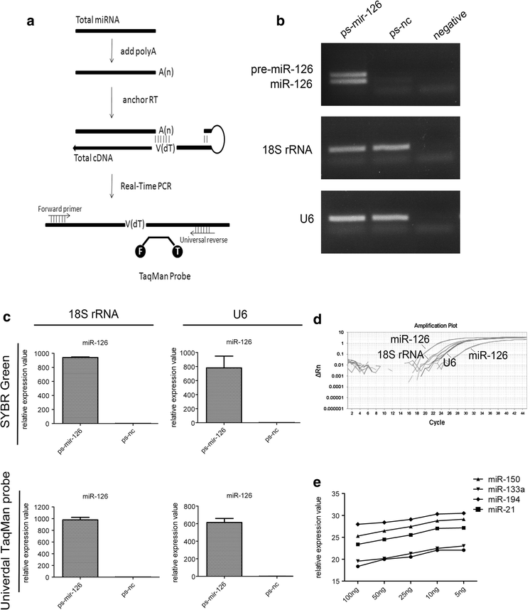 PolyA RT-PCR-based quantification of microRNA by using universal TaqMan ...