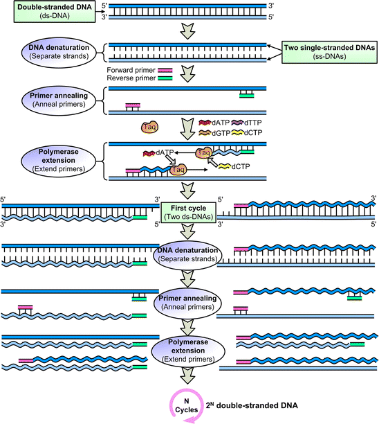 Specific primer design for the polymerase chain reaction | SpringerLink