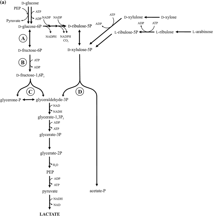 Microbial production of lactic acid | SpringerLink