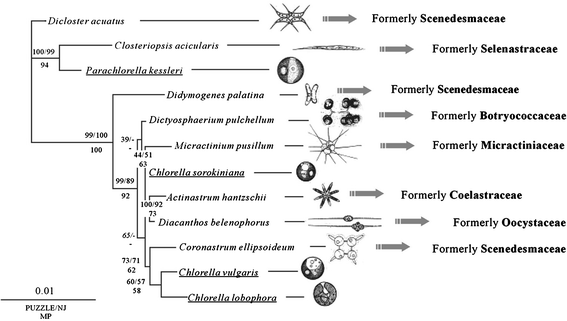 Diversity and geographic distribution of desmids and other coccoid ...