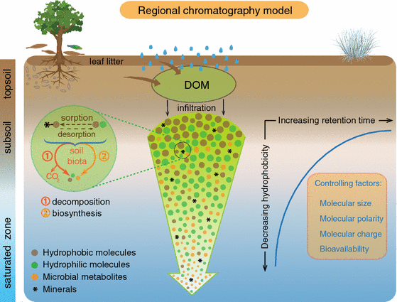 Origins and bioavailability of dissolved organic matter in groundwater ...