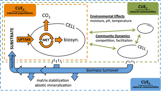 Microbial carbon use efficiency: accounting for population, community, and ecosystem-scale ...