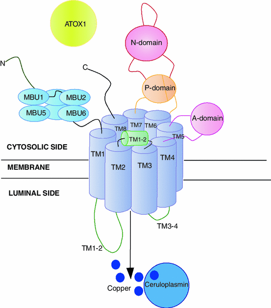 In silico investigation of the ATP7B gene: insights from functional ...